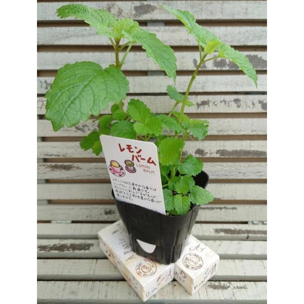 レモンに似た爽やかな香りはハーブティーに最適です。オムレツに刻んでまぜれば、食欲そそる風味豊かな香りが楽しめます。