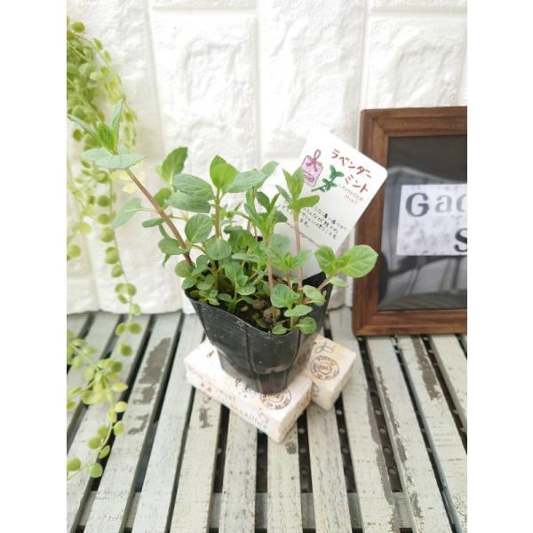 ラベンダーのような濃い香り！ラベンダーのような濃い香りがあり、フレッシュな状態でのポプリやサシェに使うことをオススメします。