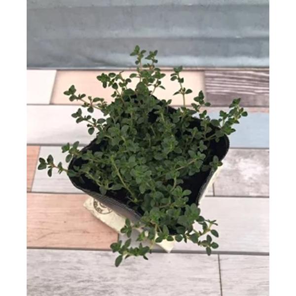 レモンタイムの一種で、レモンに似た香りがします。鮮やかな黄色の斑とピンクの花が特徴。