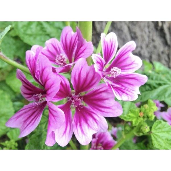 和名『薄紅葵（ウスベニアオイ）』と呼ばれる、アオイ科の多年草です。下から順番に咲き上がる花は、パープルの一重咲き。旧約聖書によれば、飢饉の際の食物であったと記されています。お茶のハーブティーは濃い紫色で、レモンを入れると鮮やかなピンク色に変...