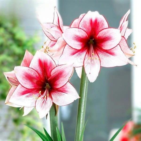 ポットアマリリスは、球根の他に、最初から鉢や受皿、用土が全てセッティングされている栽培セットです。美しいパック包装でギフトにもおすすめです。