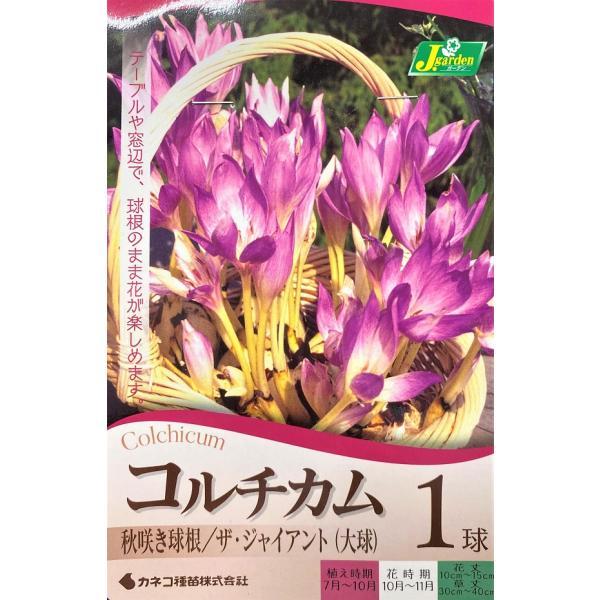 秋を感じると発芽をはじめ、晩秋に花を咲かせます。葉は翌春に伸び、養分を蓄えます。花壇やコンテナ植えの他、土や水を必要とせず、球根の養分だけでも見事に花を咲かせ楽しめます。