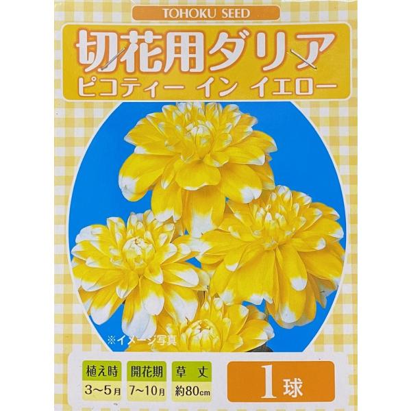 茎がしっかりしていて、切花に最適な覆色中輪咲きの品種です。プランターにも適しています。花先にちょこんと入る白色がとてもオシャレですね。