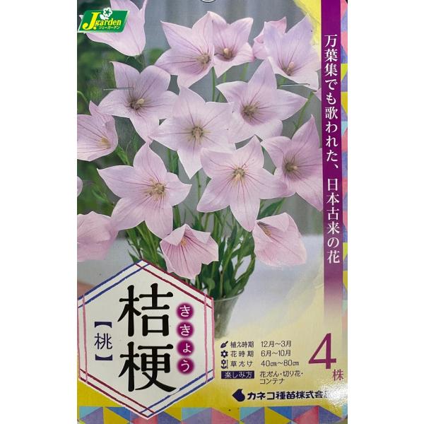 秋の七草として、主に生け花などの観賞用として利用されてきました。そんな中でもキキョウは最も人気があり古くから愛されています。日本で自生している花であるため、温度に対する適応性は広く、全国どこでも栽培が容易です。清涼感があるので、生け花やフラ...