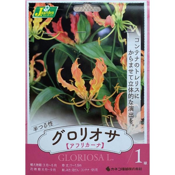 半つる性の球根植物で、トロピカルで豪華な花が人気です。赤と黄色、葉の緑のコントラストが美しく、アレンジメントや鉢花にとても人気があります。花持ちもよく、長く楽しめます。日当たりのよい場所で管理して下さい。水が大好きなので、切れないように注意...