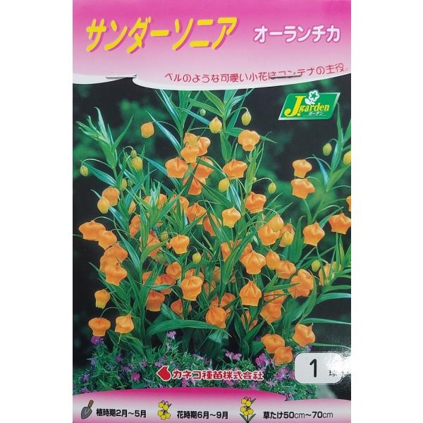 名前に似合わず、とてもかわいらしい花です。クリスマスベルとも呼ばれる、１種１属の珍しい花です。