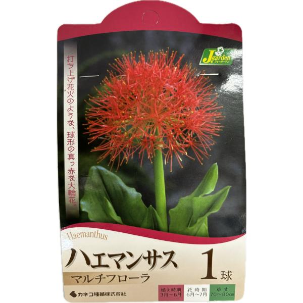 和名を“センコウハナビ（線香花火）”といいます。線香花火というよりは打ち上げ花火ですね。マユハケオモトの近縁種ですが、耐寒性はやや劣ります。（５℃位）