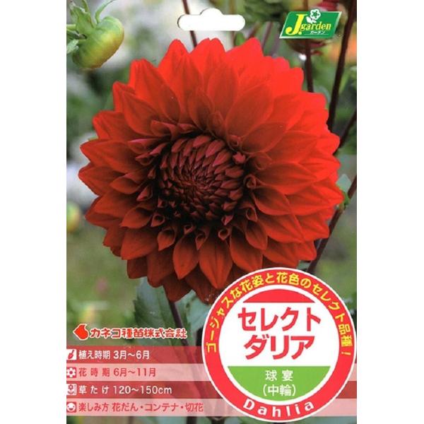 メキシコ原産のキク科の植物。丈夫で育てやすく、花は初夏から晩秋まで長い期間楽しめます。ダイナミックな花姿と、ビビットカラーは夏の花壇の主役です。切り花にも利用でき大変重宝です。