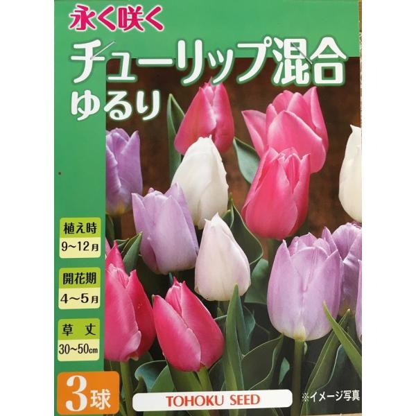 上品で落ち着いた色合いで、開花期間が長い系統です。周囲にムスカリやパンジーなどの草花を植えこむとヨーロッパ風の庭に大変身します！