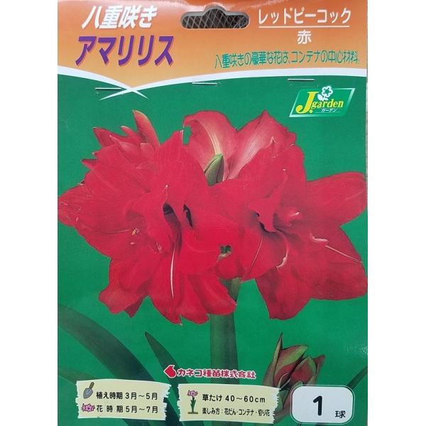 八重咲きアマリリス（中輪の多輪咲き）は、豪華な花が魅力です。栽培は簡単で、新しい注目のガーデニング材料です。花壇植えやギャザリングとガーデニングの楽しみが広がります。