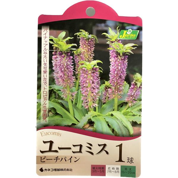 南アフリカ原産のユリ科の植物。香り高い星型の小花が穂状に咲き、その先端に帽子のように苞がつく姿から「パイナップル・リリー」とも呼ばれます。暑さに強く丈夫な花で、真夏の花壇をトロピカルな雰囲気に演出してくれます。花だんやコンテナの寄せ植えでお...