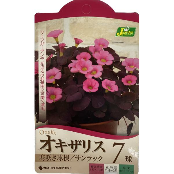 やや大型で育てやすいオキザリスです。花の少ない冬季に咲いてくれるのでとっても嬉しいですね。寒さに比較的強いので冬季でも明るい窓辺などで咲き続けてくれます。プルプレアとも呼ばれます。