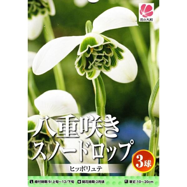 雪解けに咲く、珍しい八重咲きのスノードロップです。従来の品種のスノードロップに比べて花が大きめです。※ヒッポリュテは、球根の大きさにばらつきがございます。丸型タイプは球肌が白く、丸型では無いこぶりなタイプは黒く硬い傾向にあります。割ってみる...