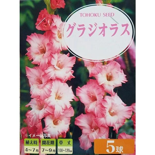 夏を演出する代表的な花のひとつ。植える時期が長いので、植え付け時期をずらして栽培すると長期間楽しむことが出来ます。品種名：プリシラ