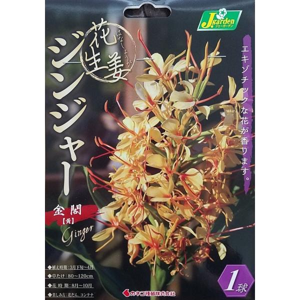 東南アジア、インド原産のショウガ科の植物。ミョウガに似た茎葉に大きな花が、甘い芳香とともに咲きます。寒い地方でも霜よけ程度で、数年間植えたままで大きな株になります。花壇に適し、切り花にも利用できます。