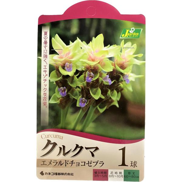 インド原産のショウガ科の植物です。カンナの草姿に似た多年草で、別名ウコンとも呼ばれます。日本の夏場の高温多湿の気候を好みます。この時期に良く生育し、大葉の間から花茎を出して咲きます。夏の花だんに良く合い、切り花にも利用できます。