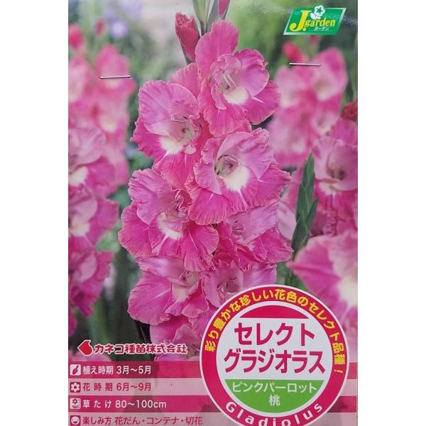 花が大きく、花穂も雄大で、見事に夏の花だんを出演します。切り花としても利用でき、アレンジには欠かせません。コンテナの寄せ植えや、花だんの中心、背景用として最適です。
