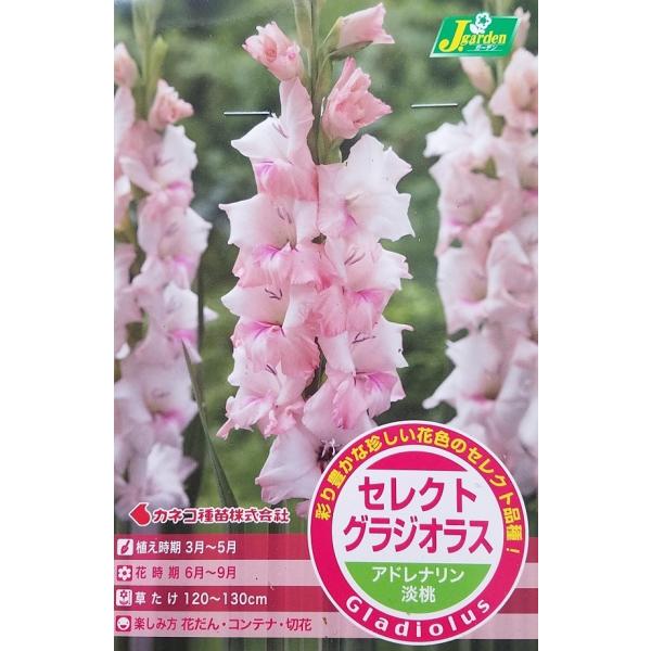 花が大きく、花穂も雄大で、見事に夏の花だんを出演します。切り花としても利用でき、アレンジには欠かせません。コンテナの寄せ植えや、花だんの中心、背景用として最適です。