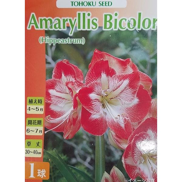 インテリアとして最適な、美しい花を咲かせます。