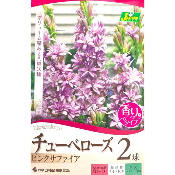 別名を月下香や夜来香とも呼び、とてもよいかおりのする花として有名です。夕方から強い芳香を放ち夜まで続きます。