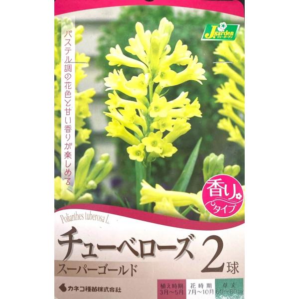 別名を月下香や夜来香とも呼び、とてもよいかおりのする花として有名です。夕方から強い芳香を放ち夜まで続きます。