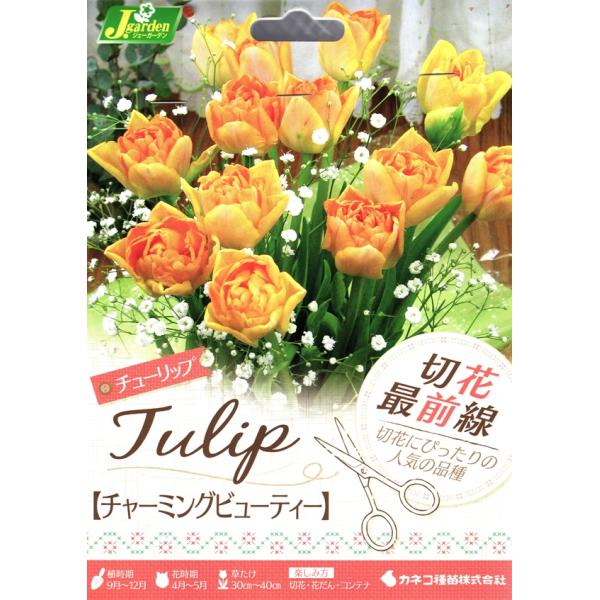 チャーミングビューティーは、淡いオレンジが美しい、バラのように華やかな八重咲きの品種です。華やかな色彩と優美な花姿で好まれるチューリップ。春の花壇の主役としてお庭を彩るのはもちろん、切花にしてお部屋に春を呼び込んだり、花束にして春を知らせる...