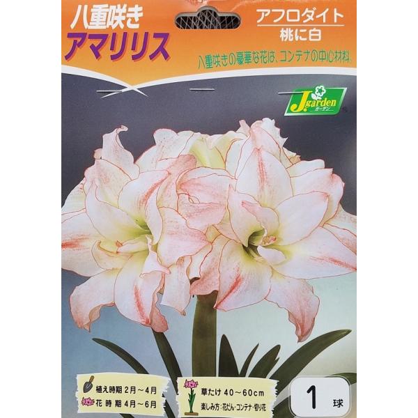 八重咲きアマリリス（中輪の多輪咲き）は、豪華な花が魅力です。栽培は簡単で、新しい注目のガーデニング材料です。花壇植えやギャザリングとガーデニングの楽しみが広がります。