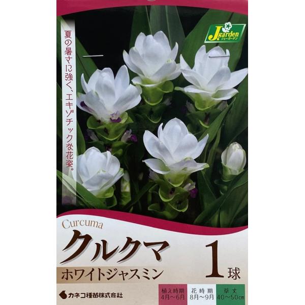 インド原産のショウガ科の植物です。カンナの草姿に似た多年草で、別名ウコンとも呼ばれます。日本の夏場の高温多湿の気候を好みます。この時期に良く生育し、大葉の間から花茎を出して咲きます。夏の花だんに良く合い、切り花にも利用できます。
