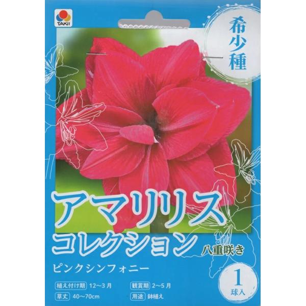 国内ではまだ見かけることの少ない希少で新しい品種です。八重咲きの花色が個性的なアマリリスです。