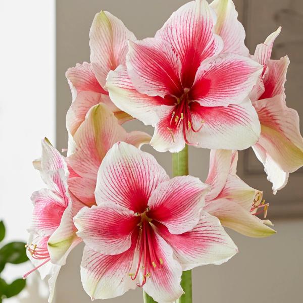 ポットアマリリスは、球根の他に、最初から鉢や受皿、用土が全てセッティングされている栽培セットです。美しいパック包装でギフトにもおすすめです。