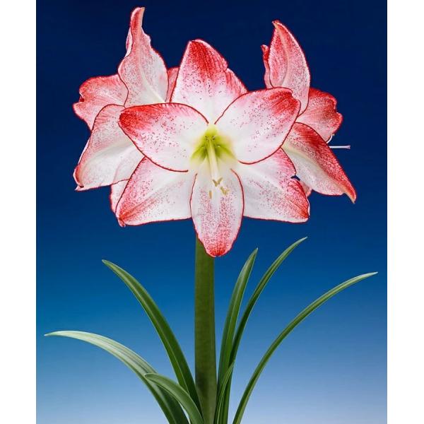 ポットアマリリスは、球根の他に、最初から鉢や受皿、用土が全てセッティングされている栽培セットです。美しいパック包装でギフトにもおすすめです。