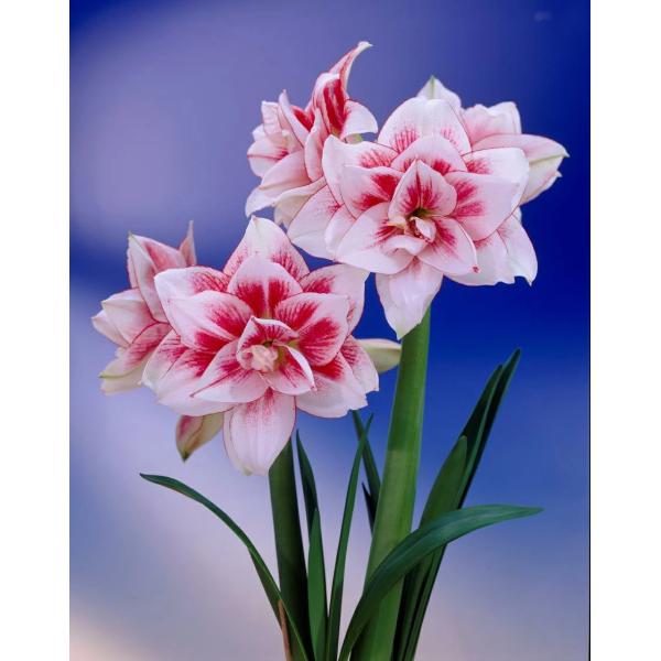 ポットアマリリスは、球根の他に、最初から鉢や受皿、用土が全てセッティングされている栽培セットです。美しいパック包装でギフトにもおすすめです。