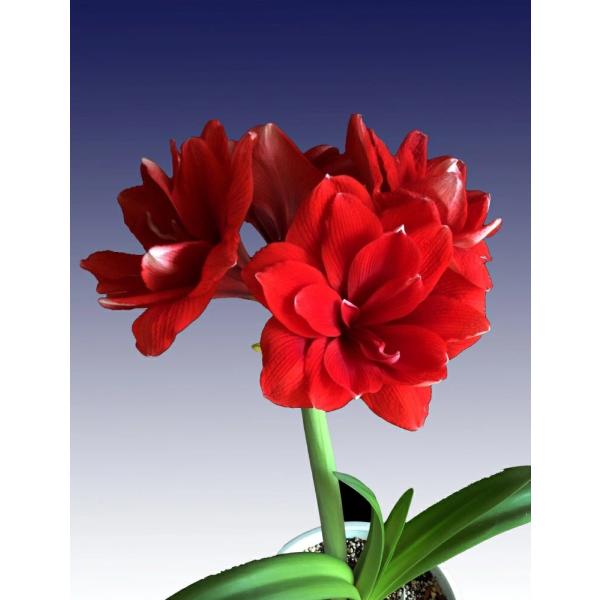 ポットアマリリスは、球根の他に、最初から鉢や受皿、用土が全てセッティングされている栽培セットです。美しいパック包装でギフトにもおすすめです。