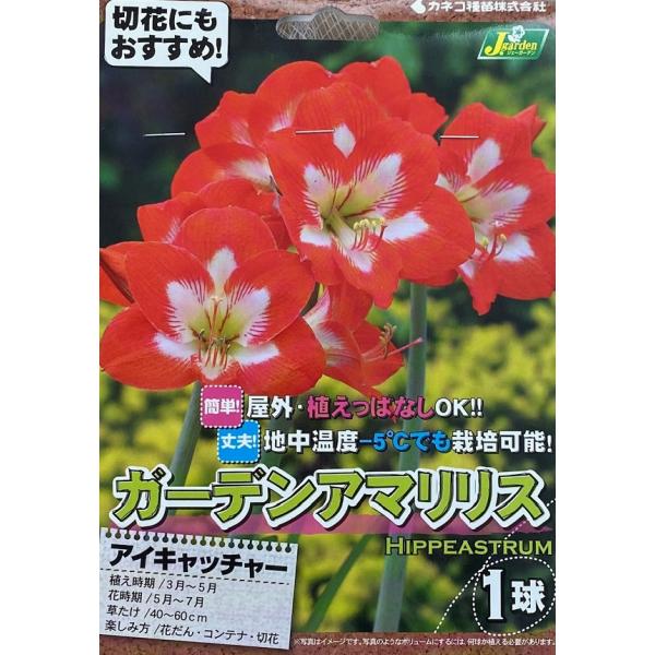 妖精のように愛らしいガーデンアマリリス（中輪で多輪咲きの小球性）は、新しい注目のガーデニング材料。室内での鉢植え、屋外での花壇植えなどで楽しめます。