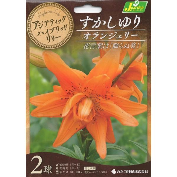 アジアティック系の変り咲き品種です。おしべが花びらのように変化した不思議な印象の花を咲かせます。ゆりは寒さに強く栽培は簡単ですが、暑さに弱いので西日を避け、半日陰で排水の良い場所が適します。