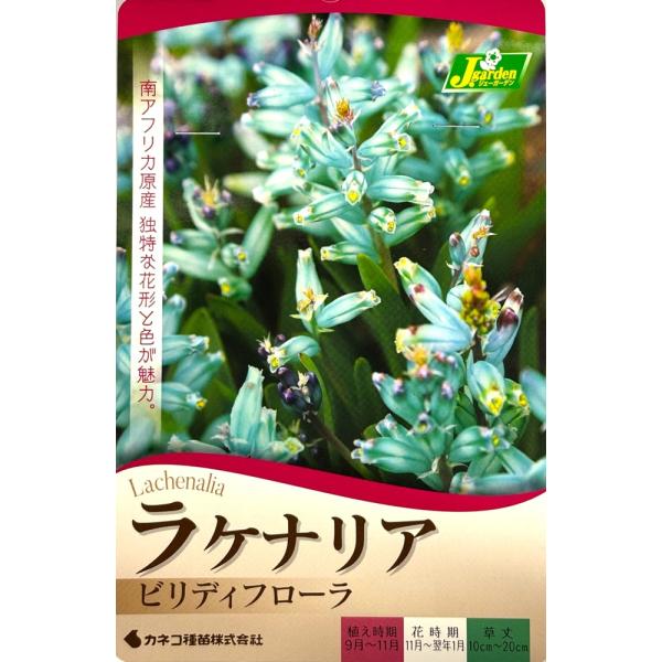 ラケナリアは南アフリカに約100種類も分布する球根植物です。中でもこの品種は、神秘的な翡翠色(エメラルドブルー)の美しい花色で人気があります。葉には褐色の斑点模様が出る場合があります。