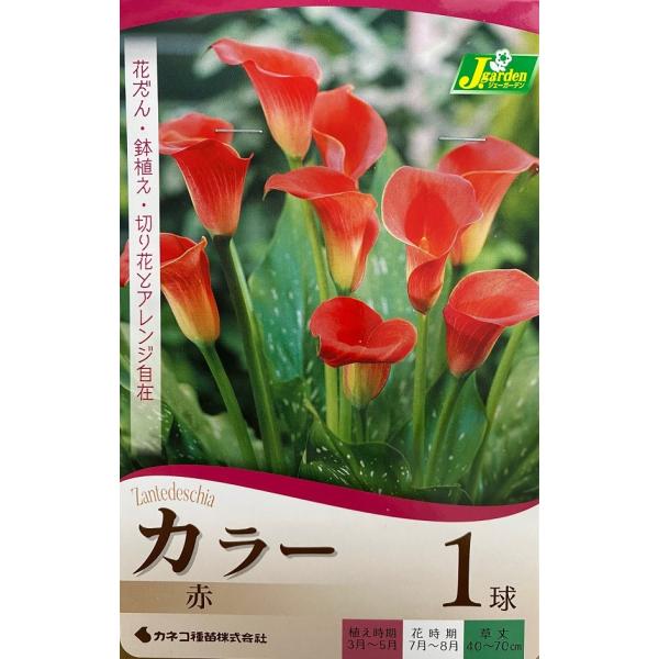 従来の品種に比べ、草丈が高く生育の良い品種です。花に見えるのは葉が変形した苞(ほう)で、その中心に花をつけます。花だんや鉢植え、コンテナ等の寄せ植えに最適です。切り花としても利用でき、アレンジには欠かせません。