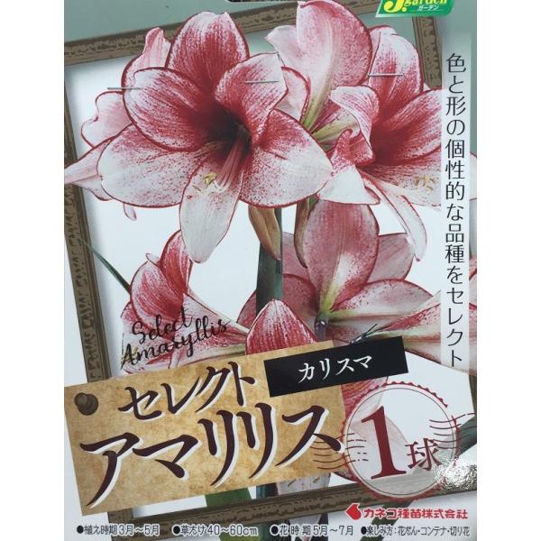 晩春から初夏にかけて咲く豪華な花の王様。植えてから70日位で大輪の花が1茎から3〜4輪咲き大変見事です。切り花としても利用できます。おしゃれなコンテナに植えて簡単に楽しめます。