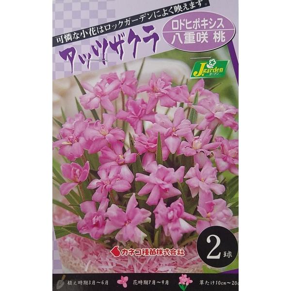 星型の花が次々と咲く、とても可愛い花です。ロドヒポキシスという名前ですが、アッツ桜という名前のほうが有名ですね。密植するとさらに魅力が引き立ちます！
