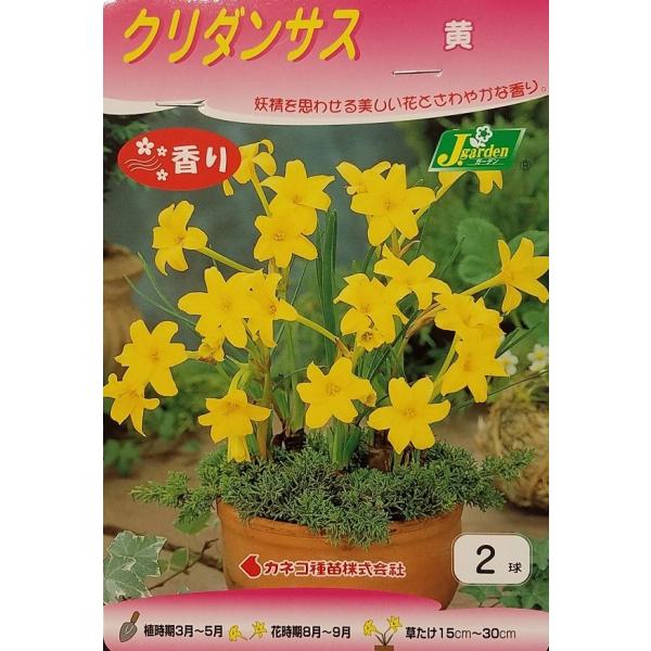鮮やかな黄色の花をつけるヒガンバナ科の球根植物です。花はレモンのような爽やかな香りがします！“妖精の百合”とも呼ばれる通り、清楚な花を咲かせます。