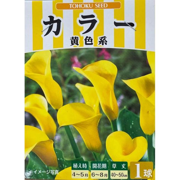 ガーデニングに最適なオシャレで上品な花です。品種名：サンヤ