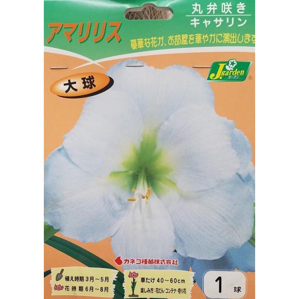 晩春から初夏にかけて咲く豪華な花の王様。植えてから70日位で大輪の花が1茎から3〜4輪咲き大変見事です。切花としても利用できます。お洒落なコンテナに植えて簡単に楽しめます。