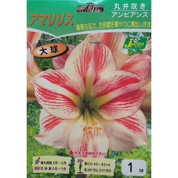 植えてから70日位で大輪の花が1茎から3〜4輪咲き大変見事です。切り花としても利用できます。おしゃれなコンテナに植えて簡単に楽しめます。