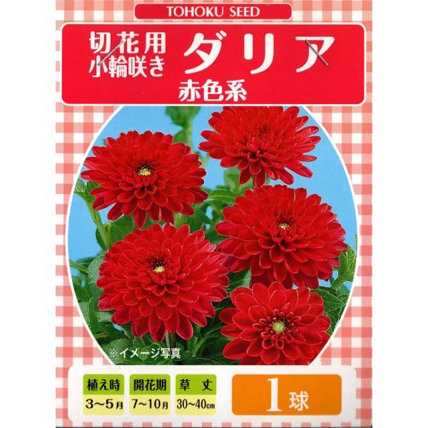 寄せ植えに最適なミニサイズのダリアです！花壇の前景や切り花にも利用できます。丈夫で育てやすく、夏から晩秋まで長い期間楽しめます！品種名：紅小町