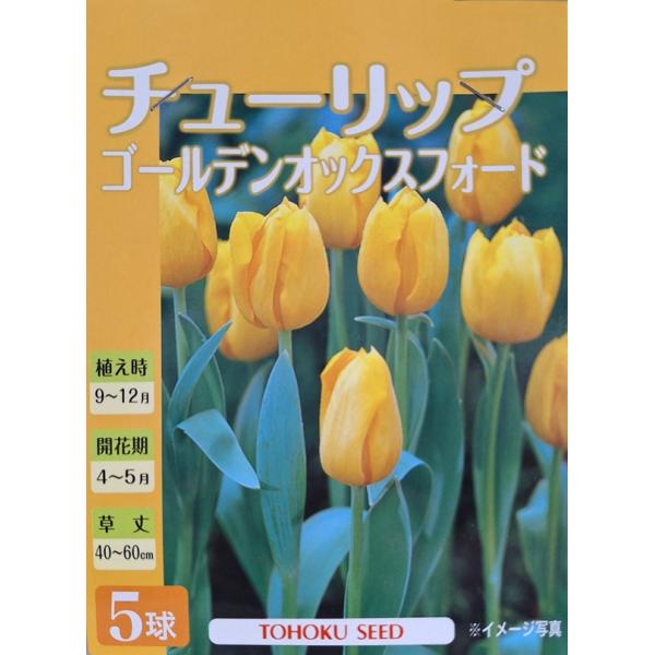性質が丈夫で球根もよく増えるので花壇や切り花に向く品種です。花は卵形でテニスボール程の大きさになります。初心者にもおすすめの品種です。