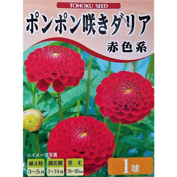 直径5cm位のかわいらしい球形の花を咲かせます。プランター、花壇に適しています。
