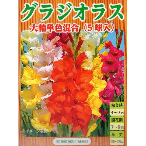 夏を演出する代表的な花のひとつです。大輪が見事な品種です。植える時期が長いので、植え付け時期をずらして栽培すると長く楽しめますよ！品種名：トレーダーホーン、プリンセスリー、カリスマ、ホワイトプロスペリティ、ナタン