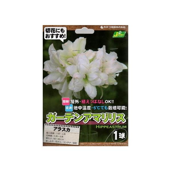 妖精のように愛らしいガーデンアマリリス（中輪で多輪咲きの小球性）は、新しい注目のガーデニング材料。室内での鉢植え、屋外での花壇植えなどで楽しめます。