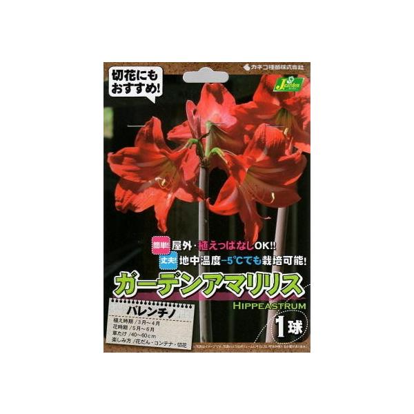 妖精のように愛らしいガーデンアマリリス（中輪で多輪咲きの小球性）は、新しい注目のガーデニング材料。室内での鉢植え、屋外での花壇植えなどで楽しめます。