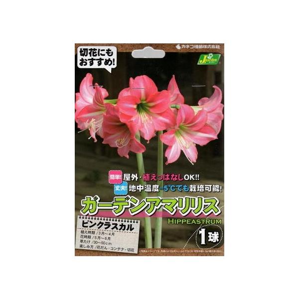 妖精のように愛らしいガーデンアマリリス（中輪で多輪咲きの小球性）は、新しい注目のガーデニング材料。室内での鉢植え、屋外での花壇植えなどで楽しめます。